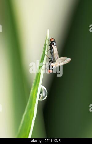 Male and Female Gnats Stock Photo - Alamy