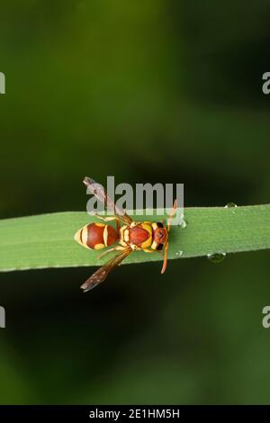 Nest and Red Paper Wasp, Ropalidia marginata Satara, Maharashtra, India ...