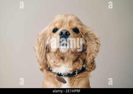 Fawn adult American Cocker Spaniel. Close up Stock Photo - Alamy