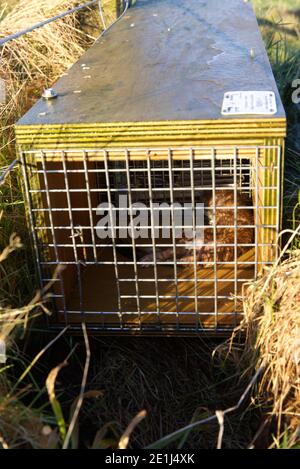 Stoat trapping on Orkney Islands Stock Photo - Alamy
