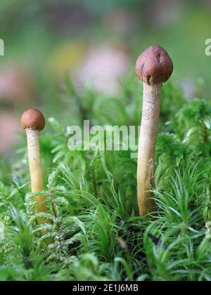 Tolypocladium capitatum, also called Elaphocordyceps capitata, the ...