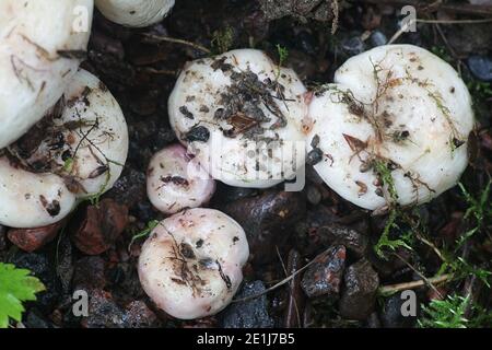 Lactarius controversus, known as the Blushing Milkcap, a wild edible ...