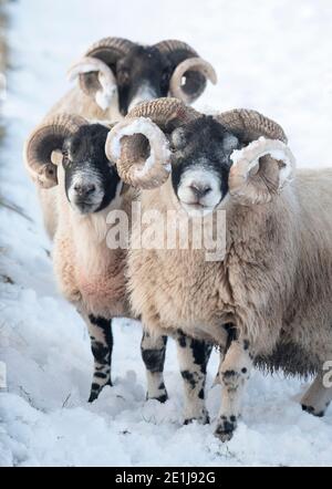 Auchengray, South Lanarkshire. Weather, 7th January, 2021: Snow scene ...