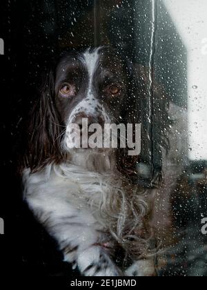 English springer spaniel dog with longing and appealing big eyes. You ...