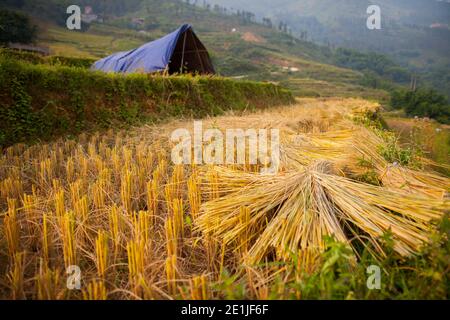 Beautiful step cultivation / terrace farming in Poombarai village near ...