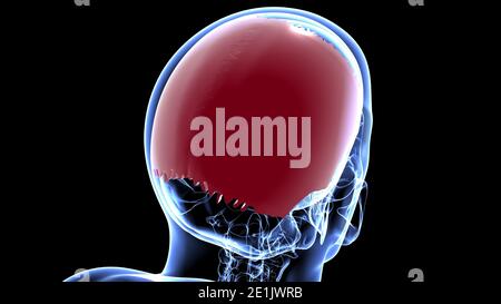 Human Skeleton Skull Parietal Bone Anatomy For Medical Concept 3D ...