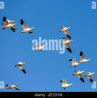 Snow Geese flying overhead Garry Park in Steveston British Columbia ...