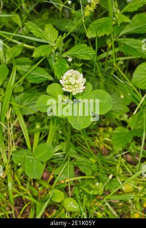 Running Buffalo Clover Stock Photo - Alamy