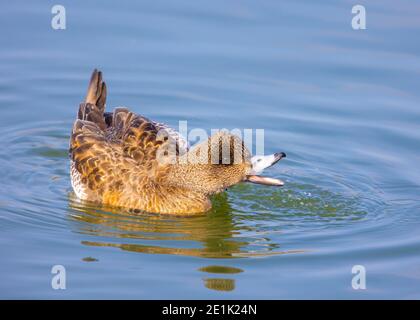 American Wigeon Hen Stock Photo - Alamy