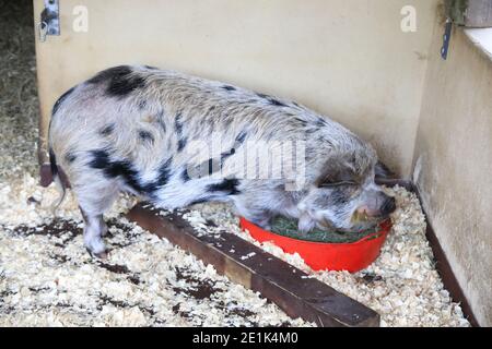 London Zoo closed in the 3rd coronavirus lockdown, in Januray 2021, UK ...