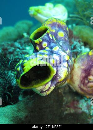 Golden Tunicate, Polycarpa aurata, Raja Ampat, West Papua, Indonesia ...