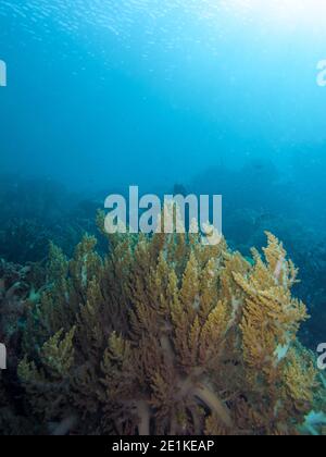 Branching Soft Coral Genus Litophyton Stock Photo - Alamy