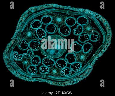 cross section cut of human body cells under a scientific microscope ...