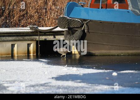 A bird walks on the frozen Forth and Clyde Canal near to the Kelpies in ...