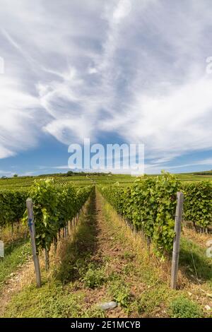 Tokaj landscape with vineyard, Unesco site, Hungary Stock Photo - Alamy