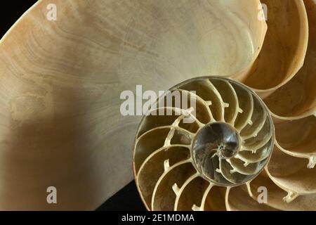 CHAMBERED NAUTILUS Nautilus pompilius SHELL CUT IN HALF SHOWING A ...