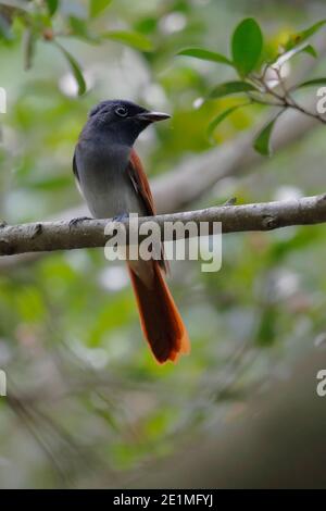 The image of Asian Paradise Flycatcher ( Terpsiphone paradisi ) was ...