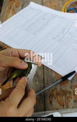 Equipment for bird ringing, bird banding Stock Photo - Alamy
