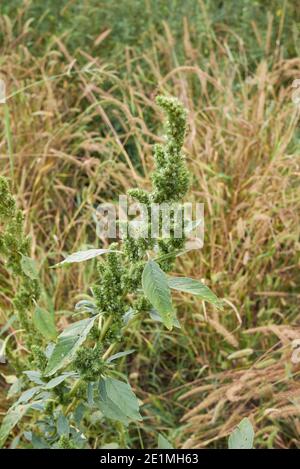 Stalk and leaves of common amaranth (Amaranthus retroflexus Stock Photo ...