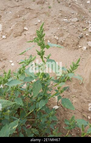 Stalk and leaves of common amaranth (Amaranthus retroflexus Stock Photo ...