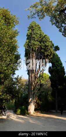 Greece Athens Athen National Garden Cypress trees Stock Photo - Alamy