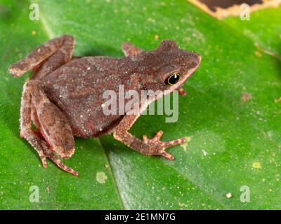 Siona Toad (Amazophrynella siona) in rainforest, Orellana province ...