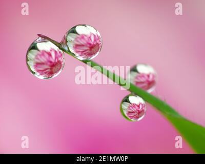 Reflection of the flower inside dew drops Stock Photo - Alamy