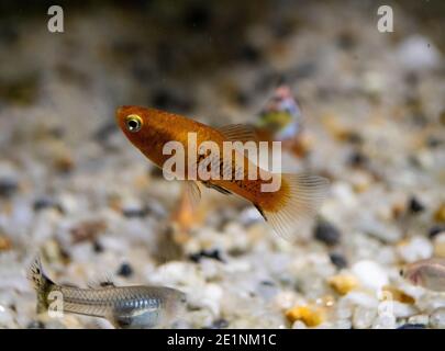 Platy (Xiphophorus maculatus) in freshwater aquarium. Red Platy or ...
