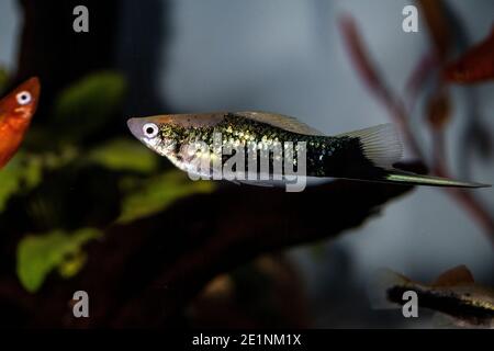Xiphophorus hellerii (swordtail), a species of freshwater fish in ...