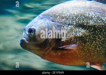 Piranha fish - side view Stock Photo - Alamy