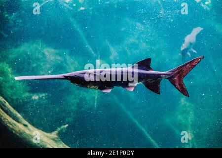 Saw fish - with long nose Stock Photo - Alamy