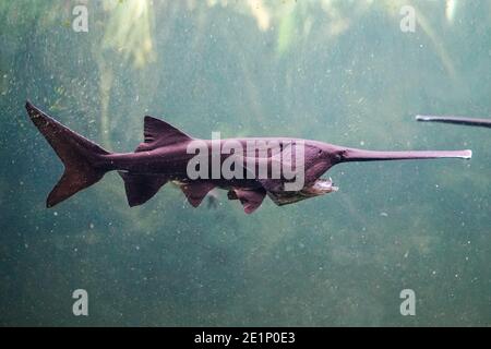 Saw fish - with long nose Stock Photo - Alamy