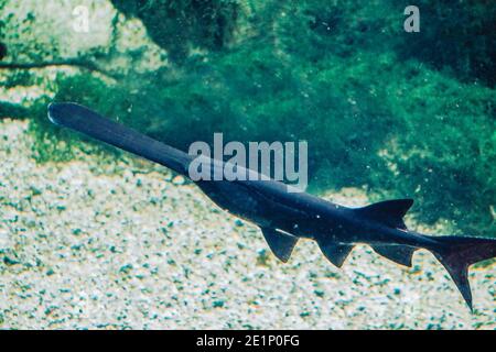 Saw fish - with long nose Stock Photo - Alamy