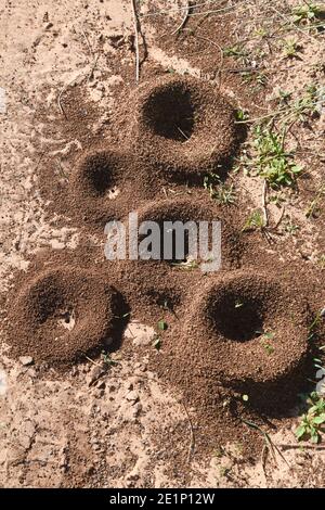 Ant colony nests Stock Photo - Alamy