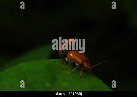 Pumpkin beetles mating Stock Photo - Alamy