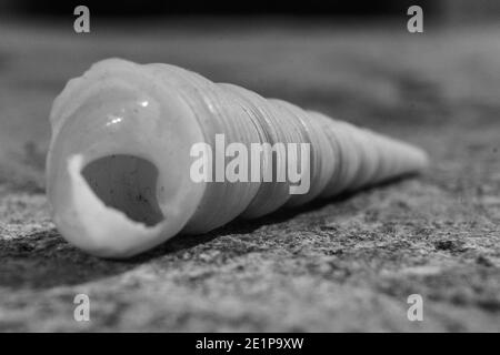 A white cone sea shell with black spots isolated on white background ...