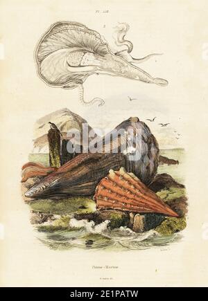 noble pen shell, fan mussel, salt-water clam, mediterranean / (Pinna ...