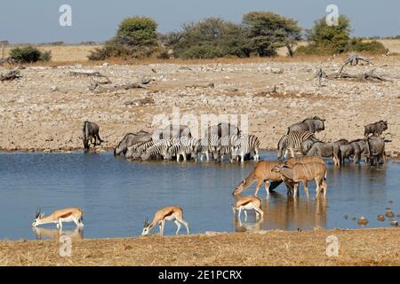 Kudu antelopes and plains zebras at a waterhole, Etosha National Park ...