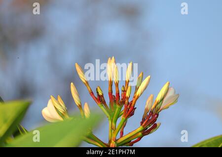White-colored bunch of champa flower full-bloomed in daylight with ...