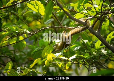 Squirrel Hanging and Eating Guava Fruit in Guava Tree. Cute Indian Palm ...