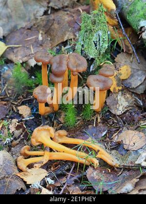 Leotia lubrica, known as a jelly baby or jellybaby, wild mushroom from ...