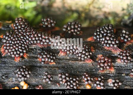 Metatrichia vesparium, commonly known as wasp nest slime mold Stock ...