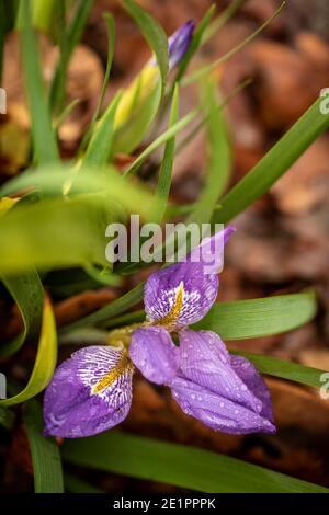 Iris Lazica flower and foliage in early winter Stock Photo - Alamy