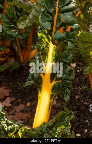 Chard ‘Bright Yellow’ in early winter sunshine showing green leaves and ...