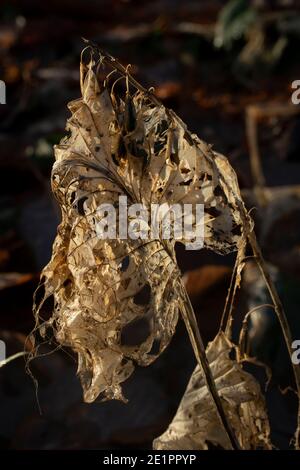 Ghostly dying leaf amongst leaf litter, natural abstract in the ...
