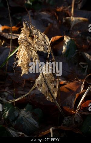 Ghostly dying leaf amongst leaf litter, natural abstract in the ...