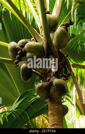 coco de mer double coconut Lodoicea maldivica fruit includes largest ...