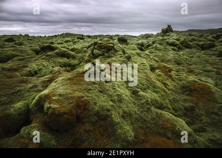 green grass and lava field in Iceland Stock Photo - Alamy