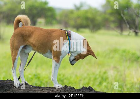 Basenji dog looking down while standing on a tree branch at spring ...