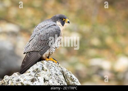Magnificent peregrine falcon, falco peregrinus, staring on rock in ...